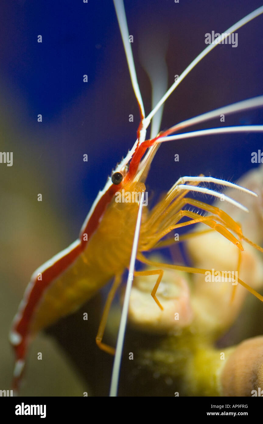 Pacific cleaner or "Skunk" or "Scarlet" shrimp, Lysmata amboinensis ...