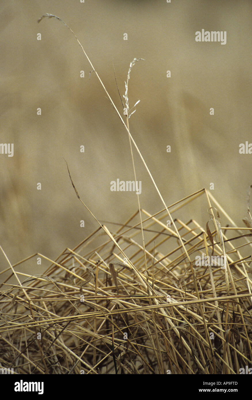 Dried grasses in Summer Stock Photo - Alamy