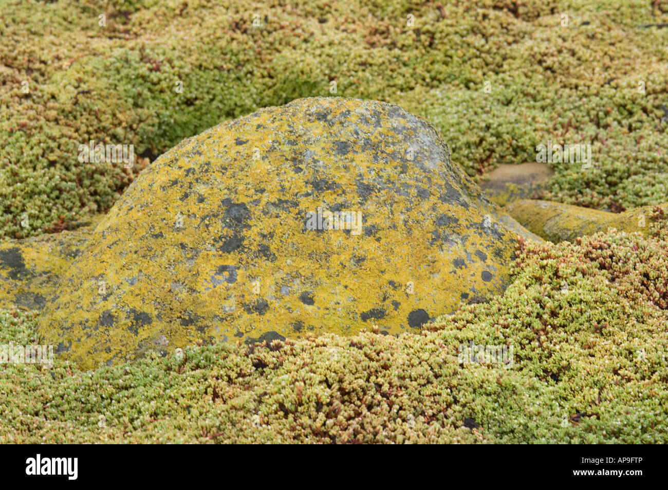Lichen grows on rock surrounded by Diddle dee Empetrum rubrum Sea Lion ...