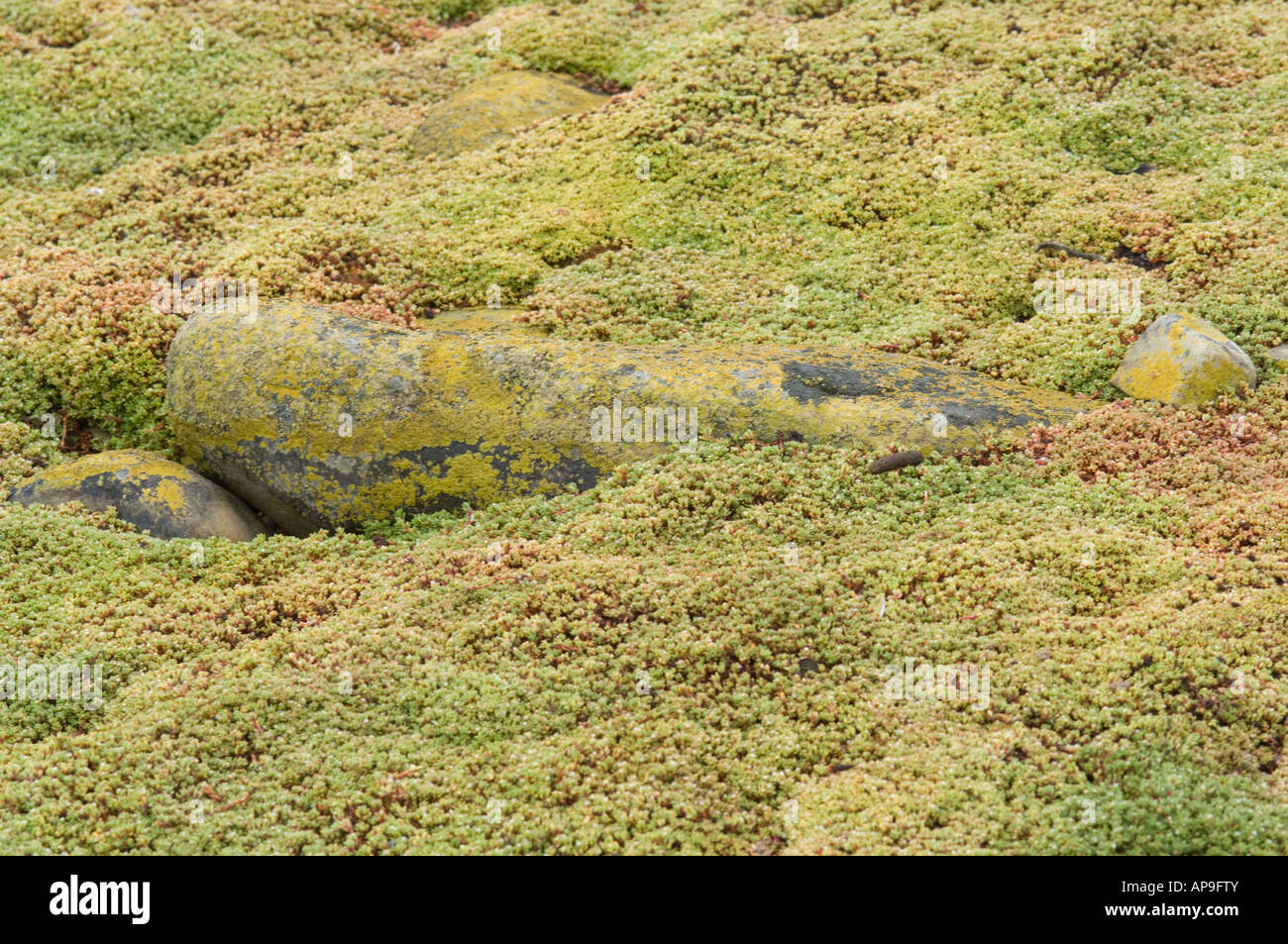 Lichen grows on rock surrounded by Diddle dee Empetrum rubrum Sea Lion ...