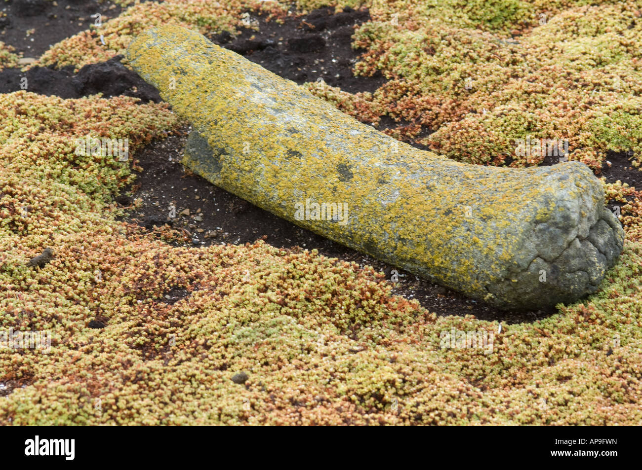 Empetrum rubrum hi-res stock photography and images - Alamy