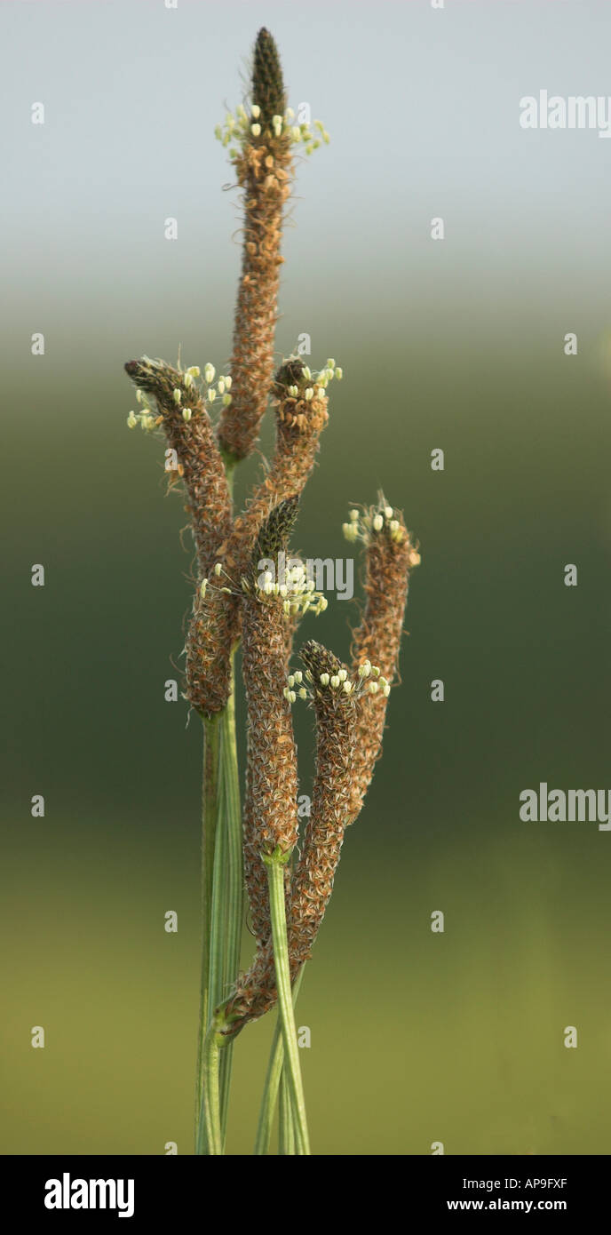 Ribwort plantain Plantago lanceolata flower heads Stock Photo - Alamy