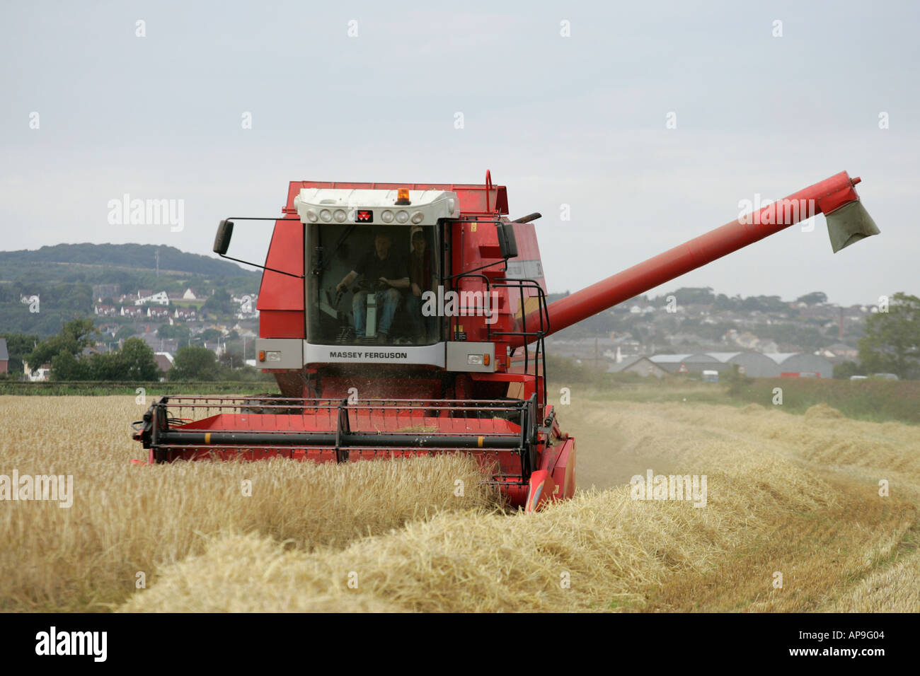Massey Ferguson red combine harvester in wheat field newtownards county ...