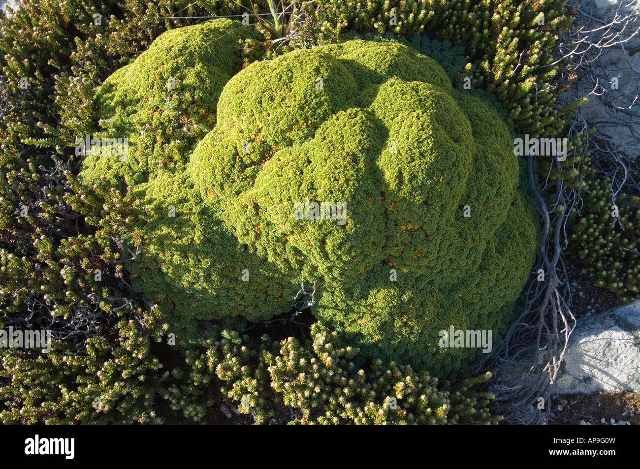 Bolax hi-res stock photography and images - Alamy