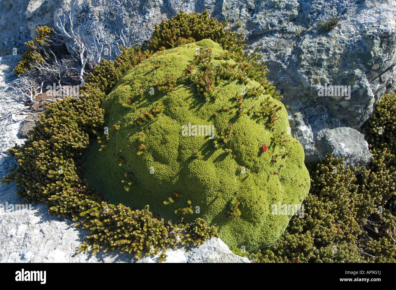 Bolax hi-res stock photography and images - Alamy