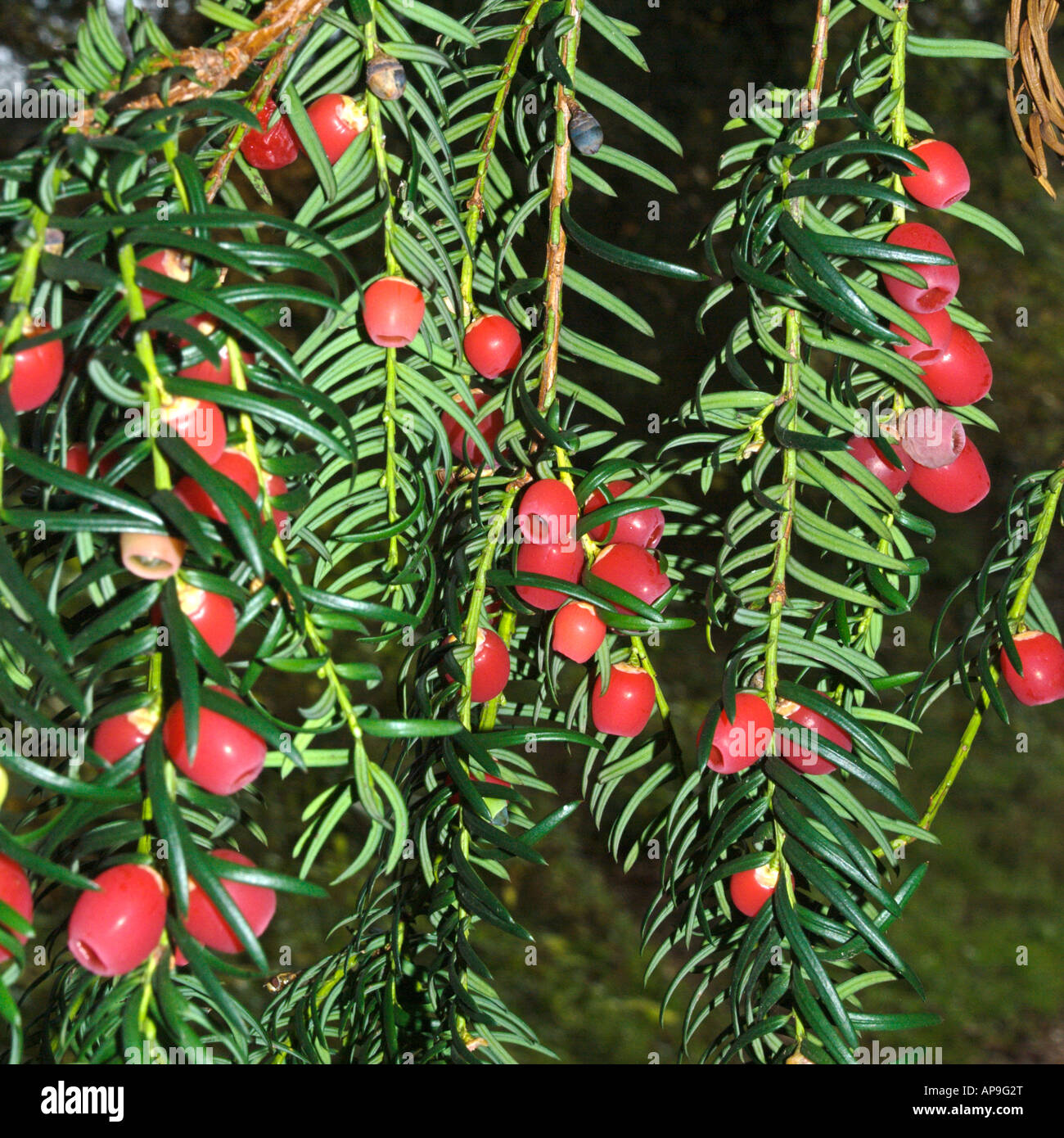 Yew Berries and foliage Stock Photo - Alamy