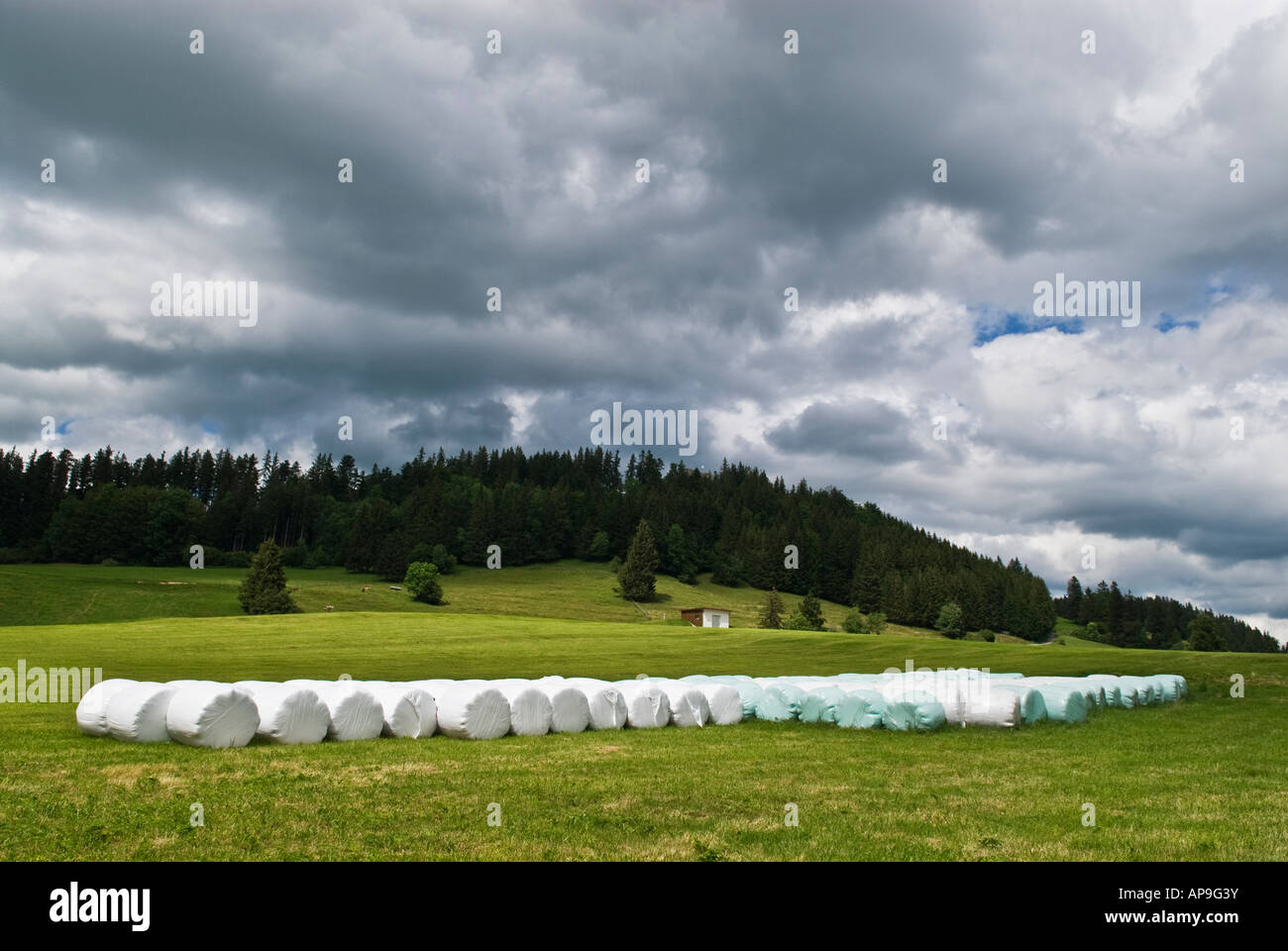 Bushels of grass in field to be used at feed for cattle, Eisenberg ...