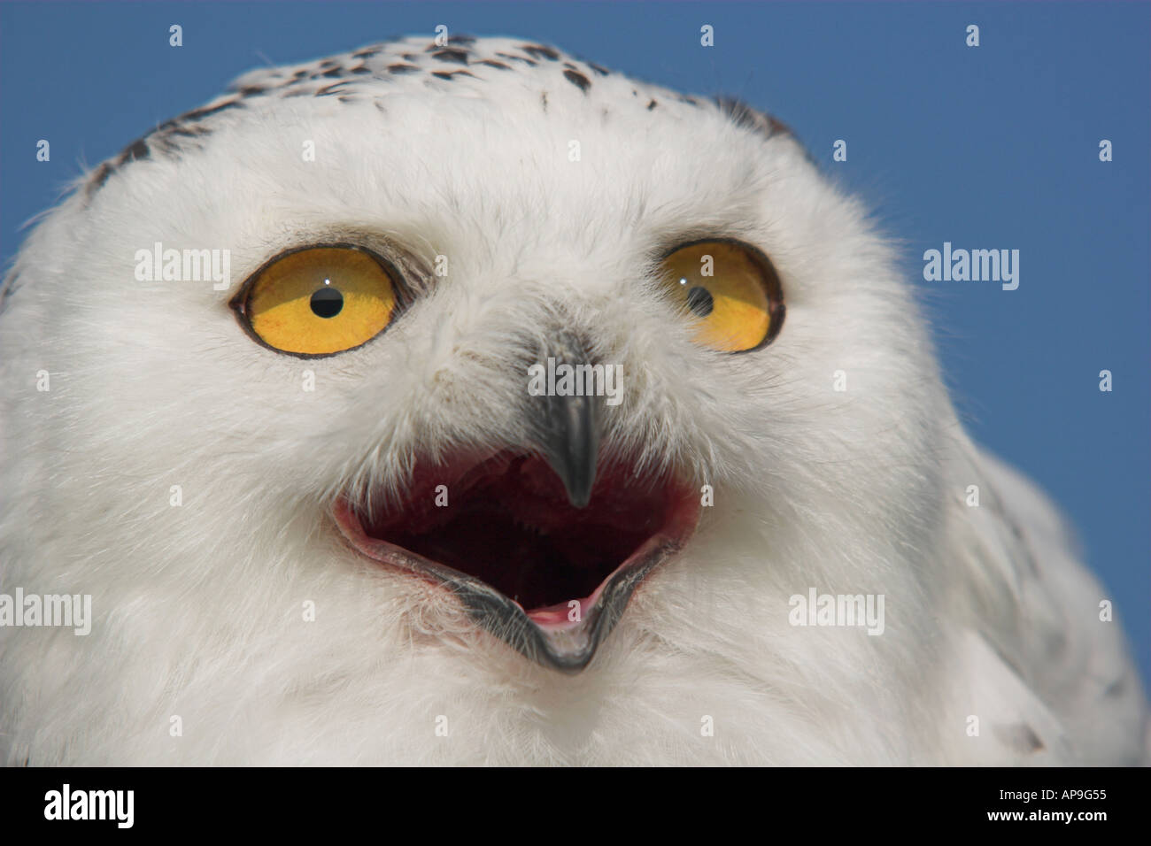 Hedwig harry potter hi-res stock photography and images - Alamy