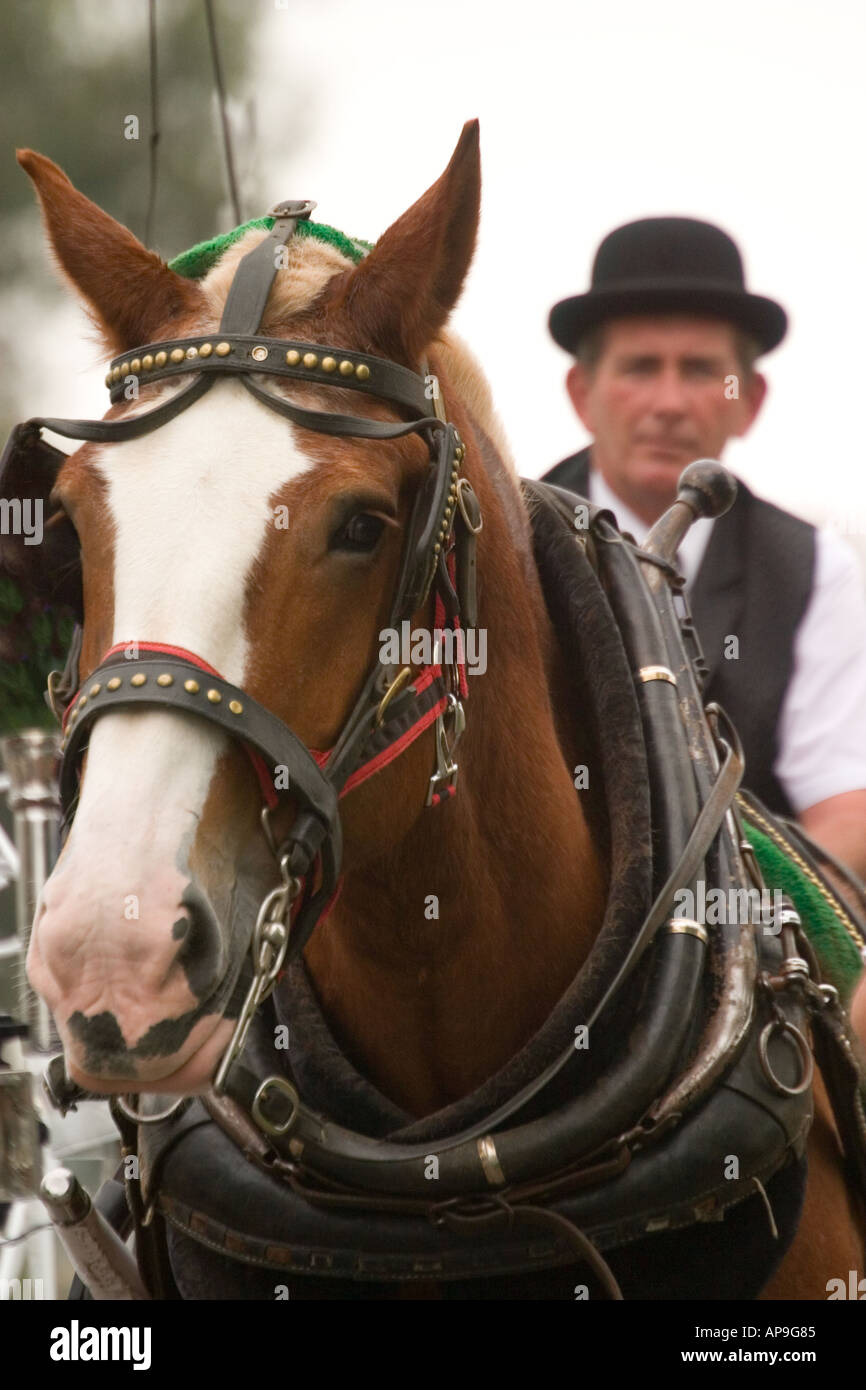 A carriage driver in bowler hat and his working horse Stock Photo - Alamy