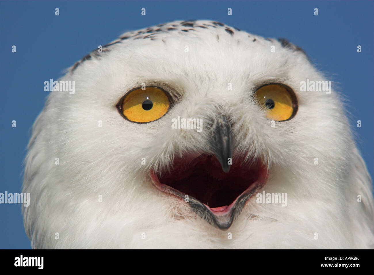 Hedwig harry potter hi-res stock photography and images - Alamy