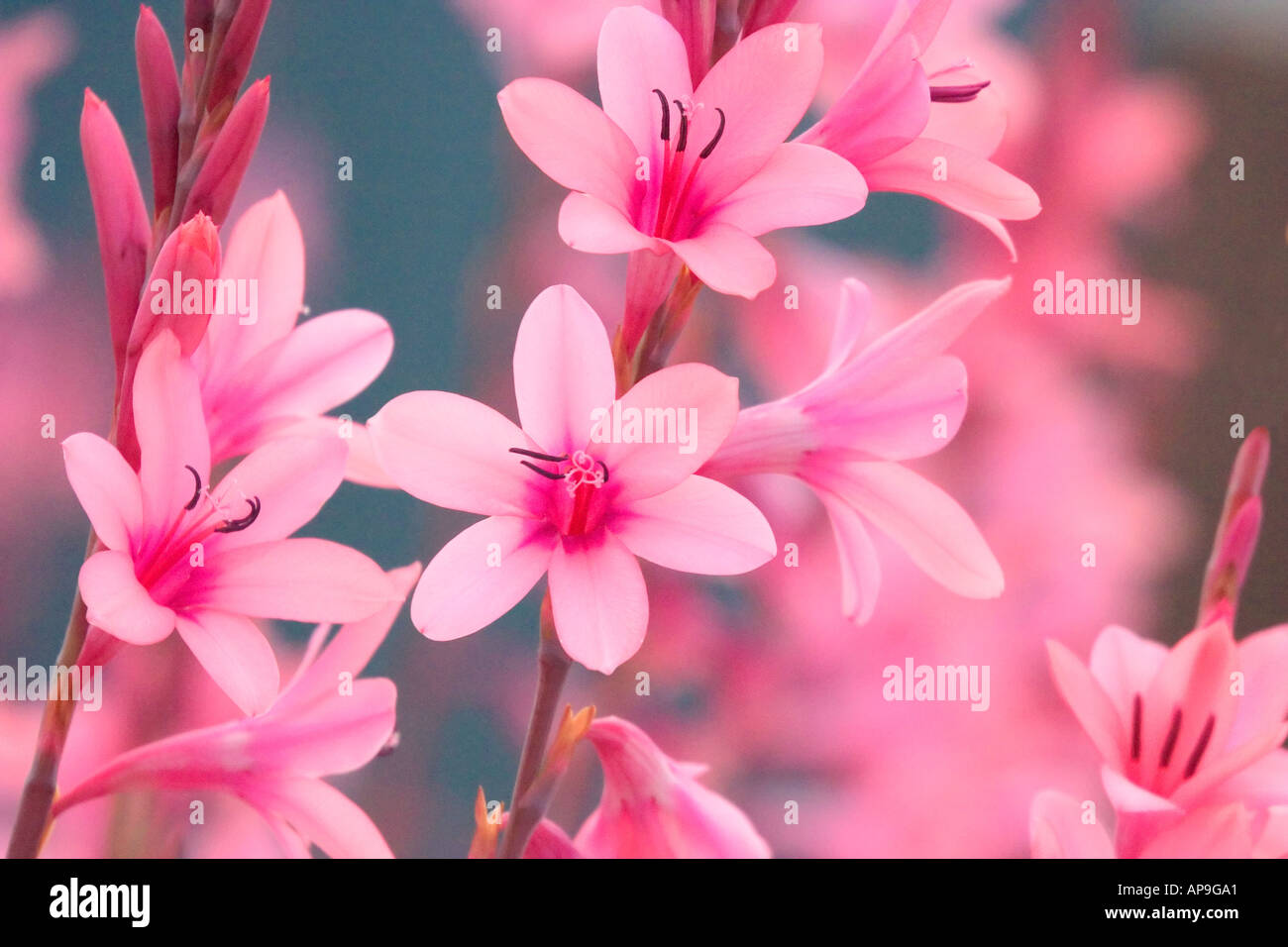 A frame filling image of soft pink spring flowers Stock Photo - Alamy