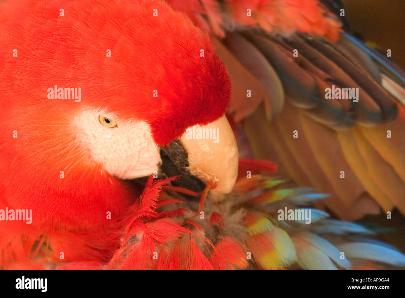 A scarlet macaw preening its colorful feathers Stock Photo - Alamy