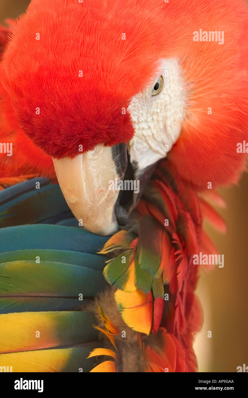 Scarlet macaw preening hi-res stock photography and images - Alamy