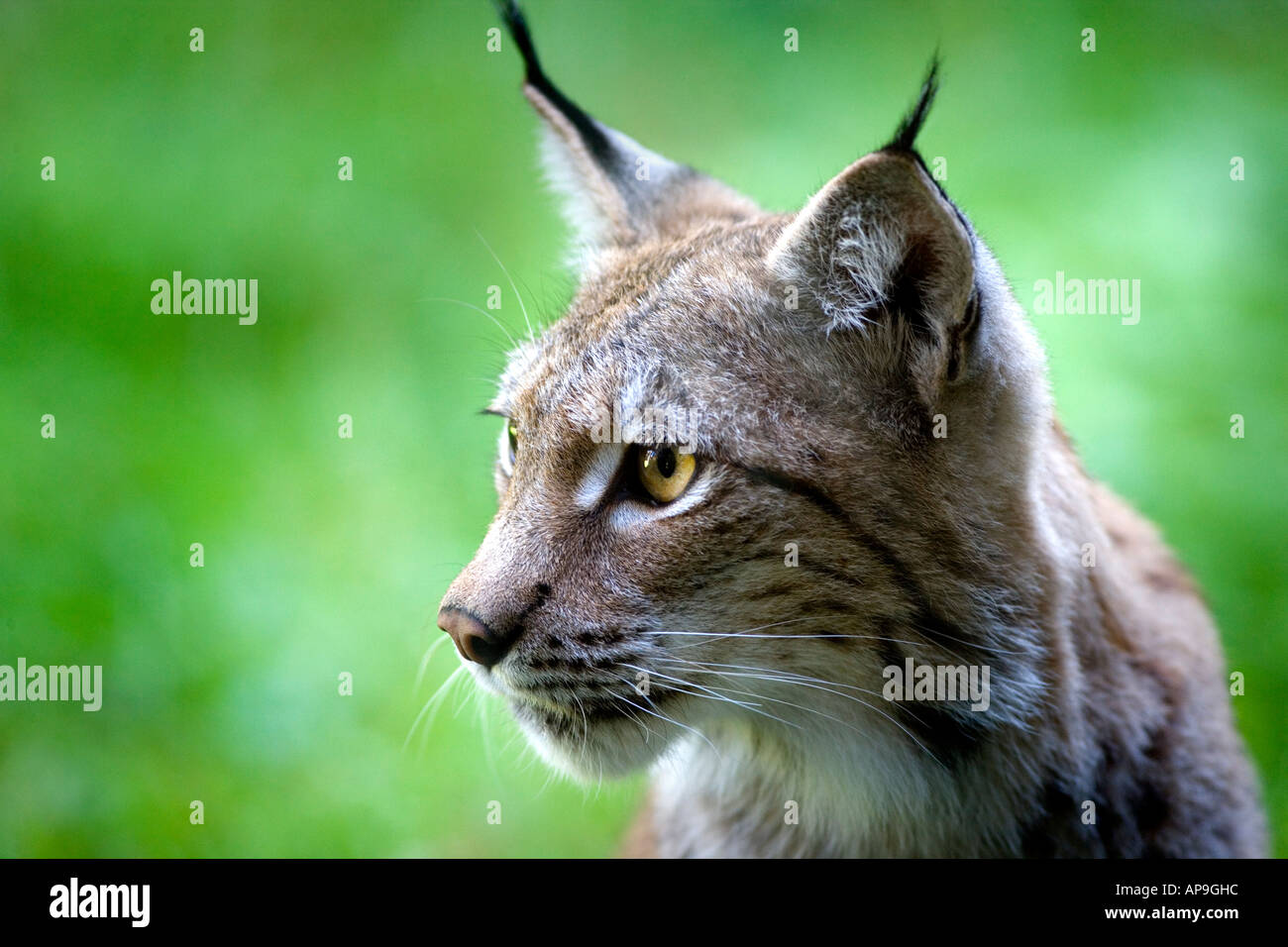 Swedish lynx hi-res stock photography and images - Alamy
