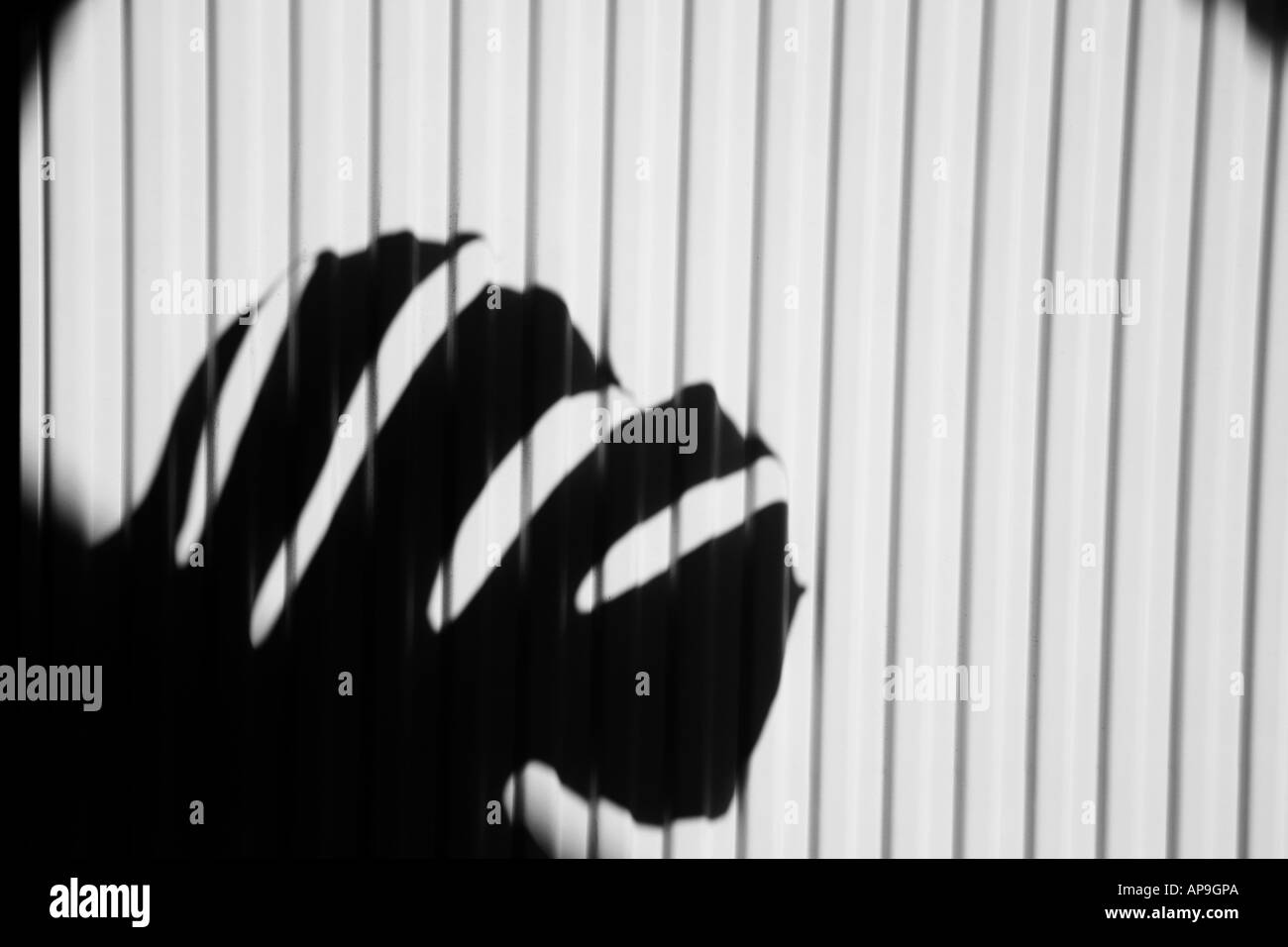 Shadow of cheese plant on a radiator Stock Photo - Alamy