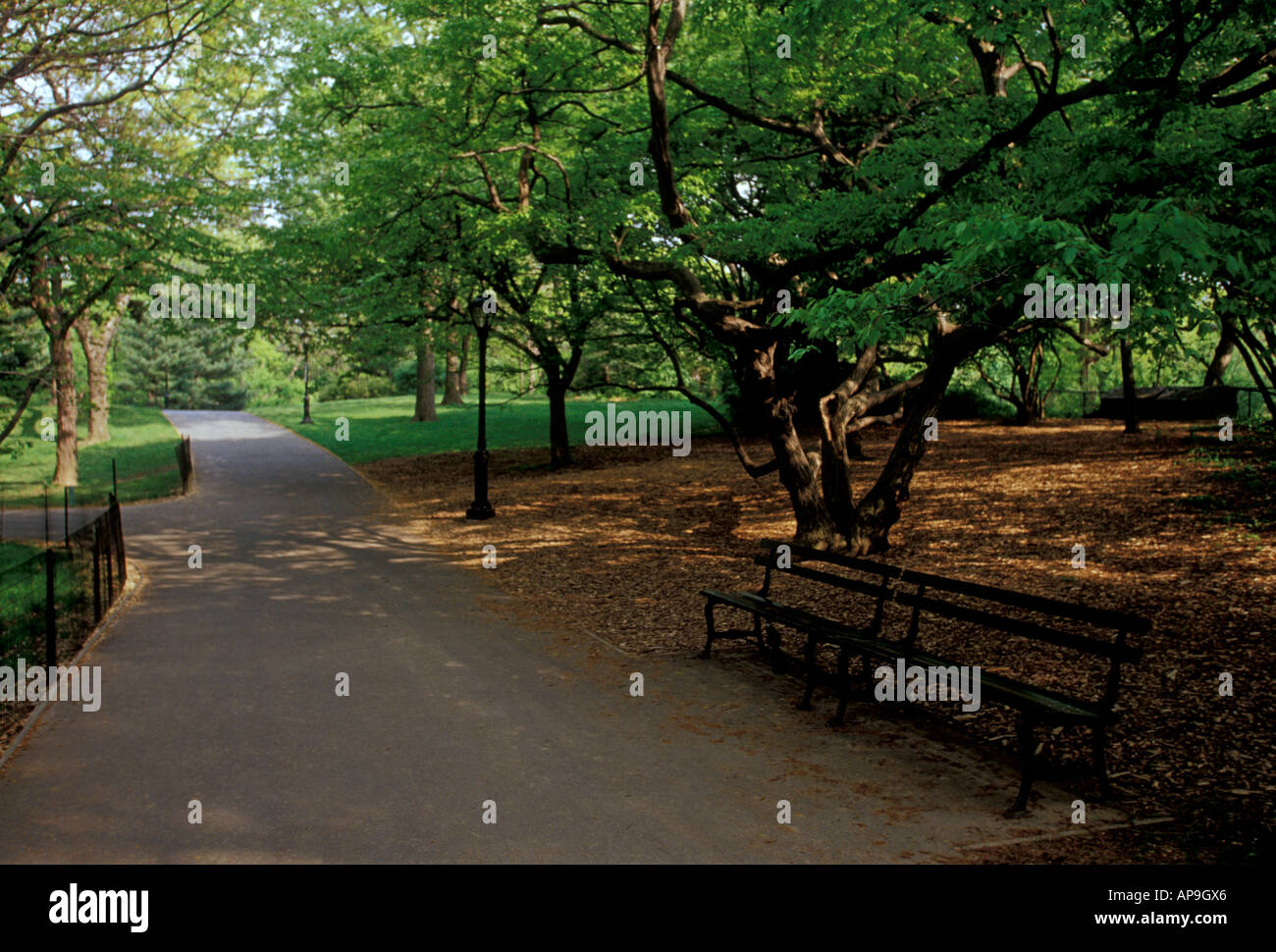 walkway, path, pathway, Central Park, Manhattan, New York City, New ...