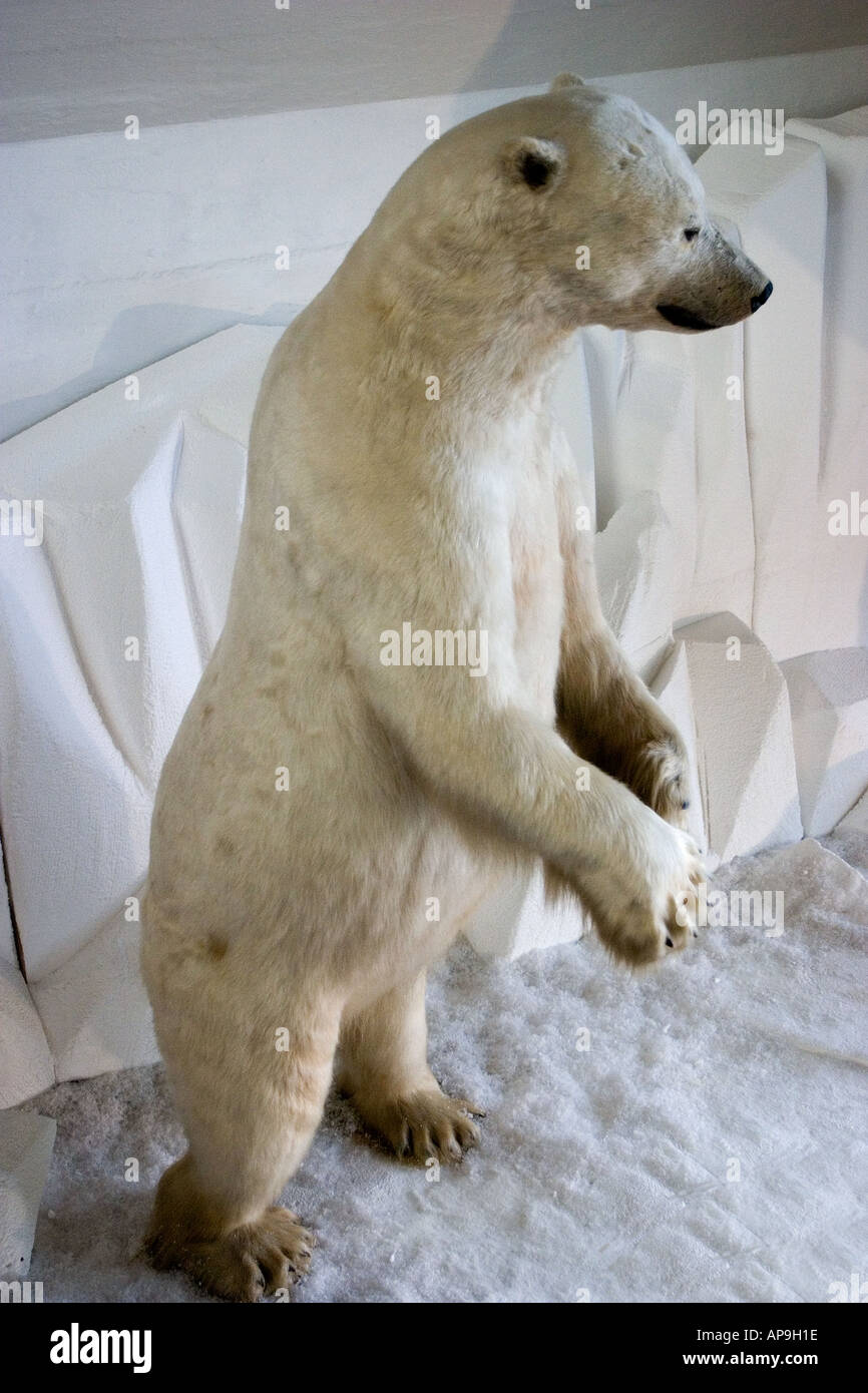 Stuffed polar bear displayed in Fram Museum Oslo Norway Stock Photo - Alamy