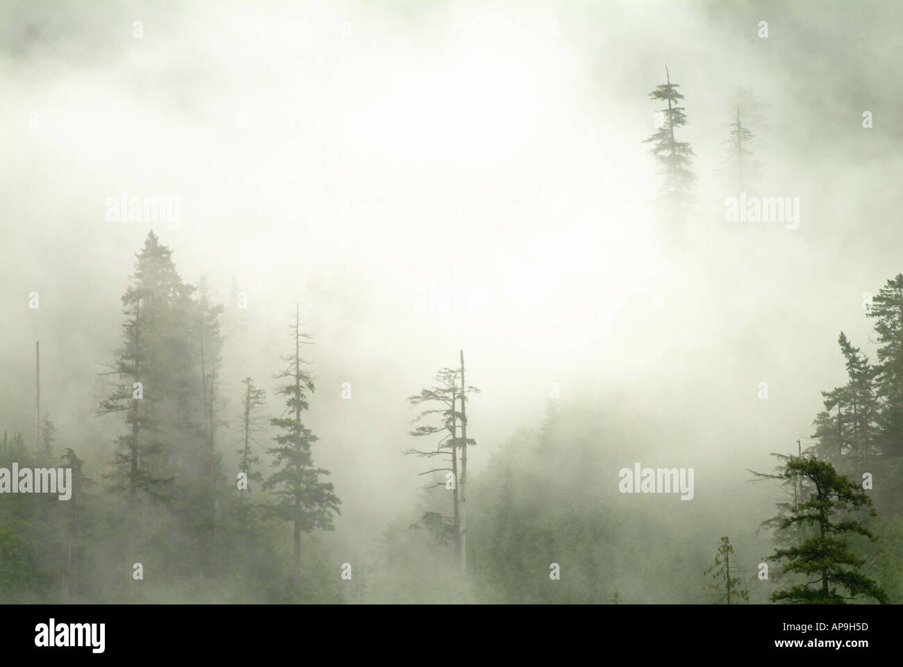Misty cloud rising through silhouetted forest Stock Photo - Alamy