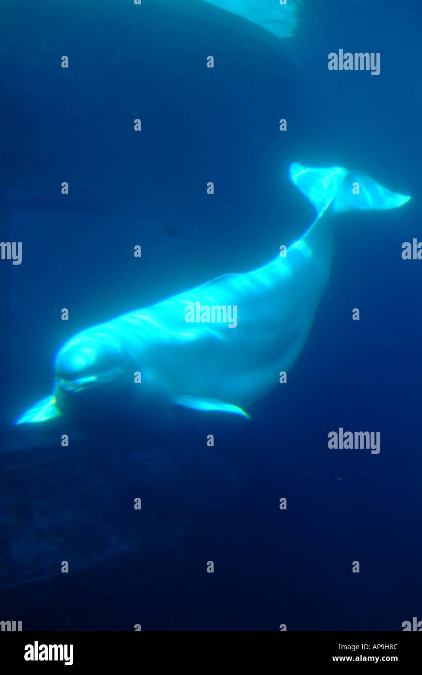 Beluga Whale (Delphinapterus leucas) under water Stock Photo - Alamy