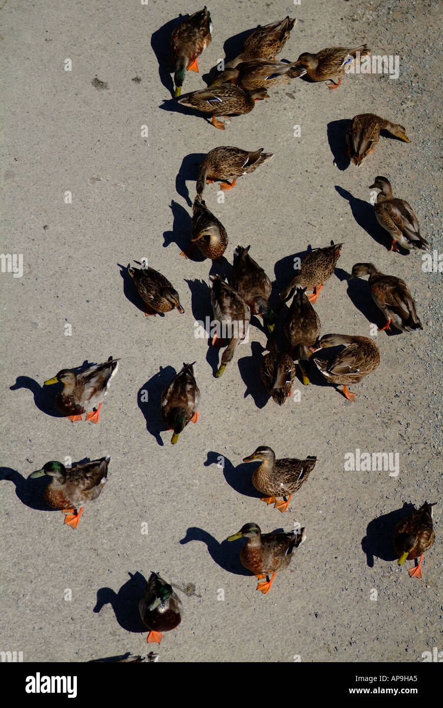 Flock of ducks viewed from above with shadows on path Stock Photo - Alamy