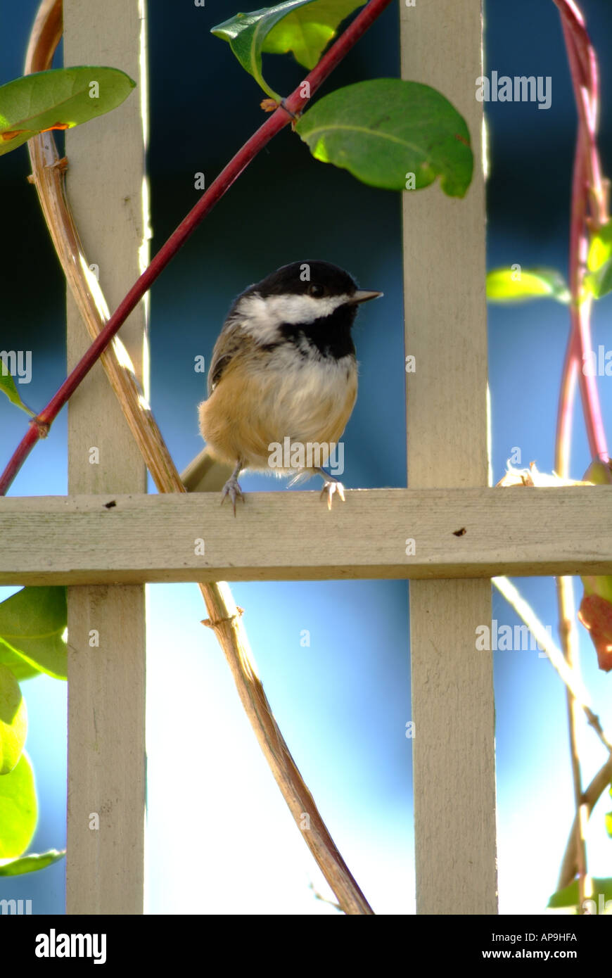 Black-capped Chickadee (Parus atricapillus) on trellis Stock Photo - Alamy