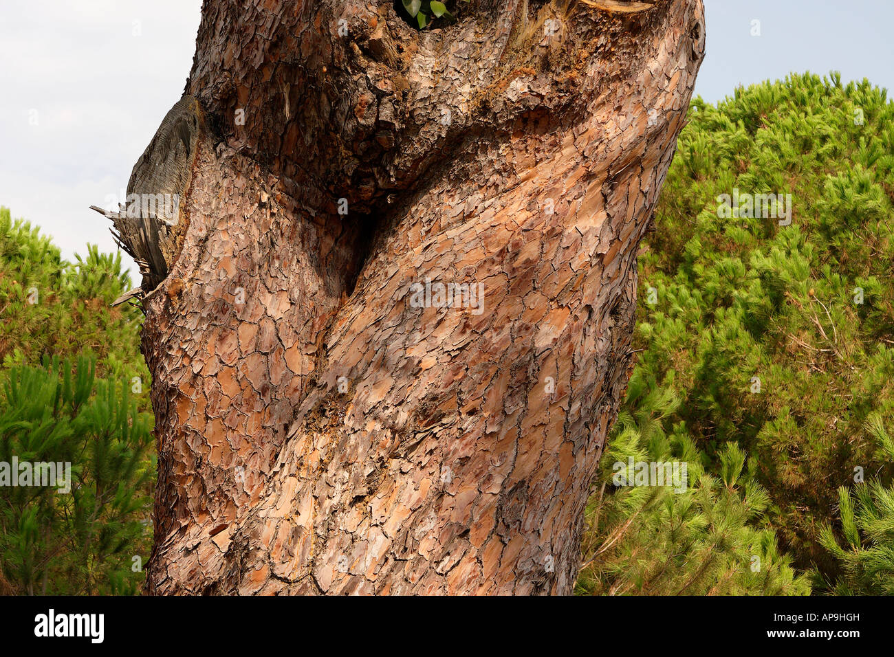 Israel Galilee The trunk of a Stone Pine Pinus Pinea in the Bahai ...