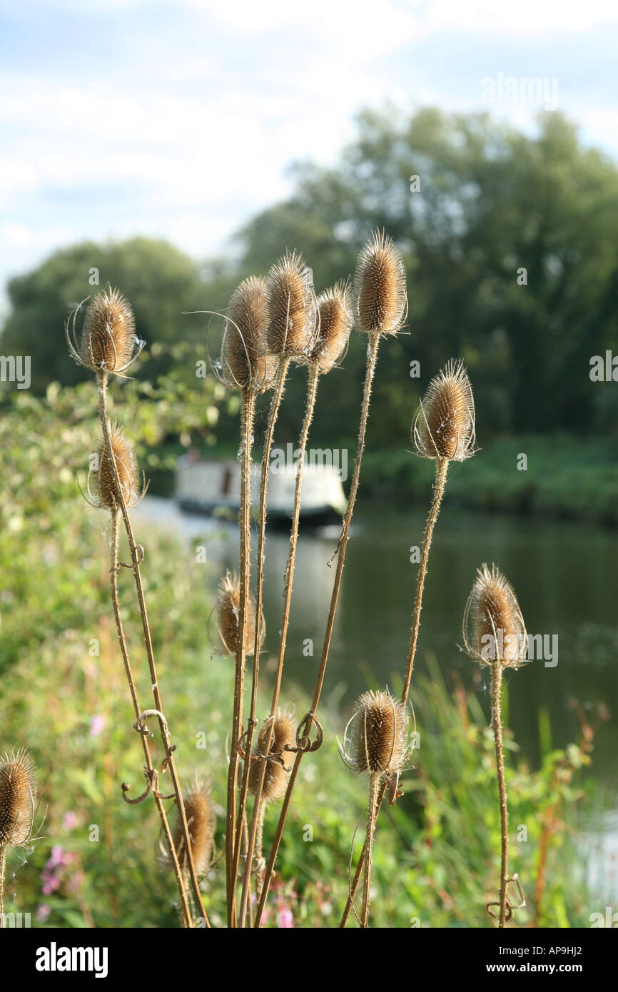 Bull Rushes In High Resolution Stock Photography and Images - Alamy
