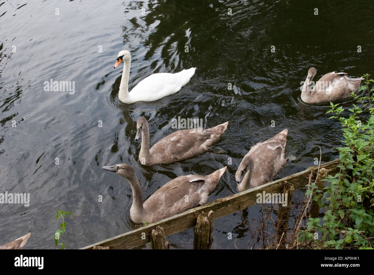 Paper mill lock on the river chelmer at little baddow hi-res stock ...