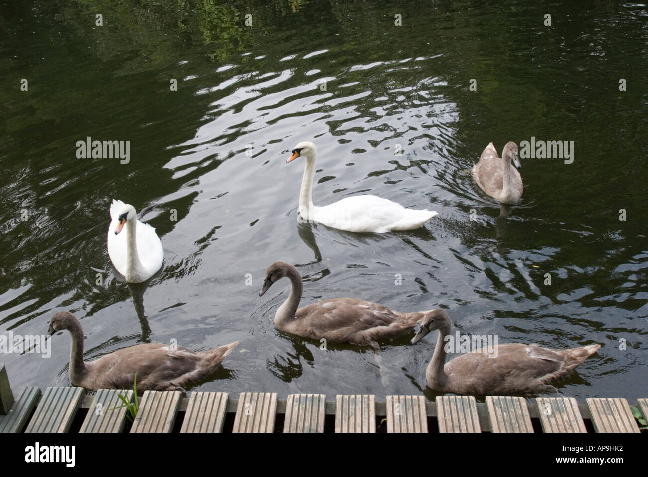 Swan family at Paper MIll Lock on the River Chelmer at Little Baddow ...
