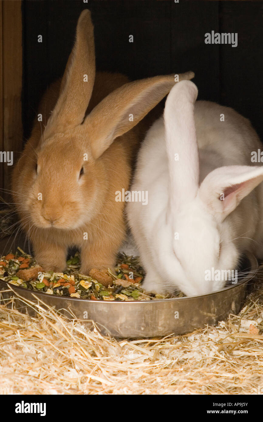 Feeding rabbits hi-res stock photography and images - Alamy