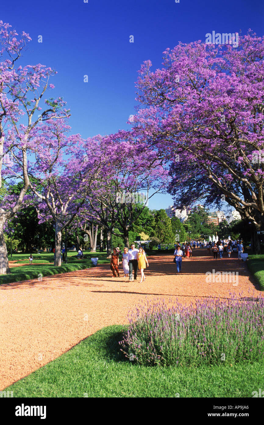 Pathways and jacaranda trees at Palermo park in Buenos Aires Argentina ...