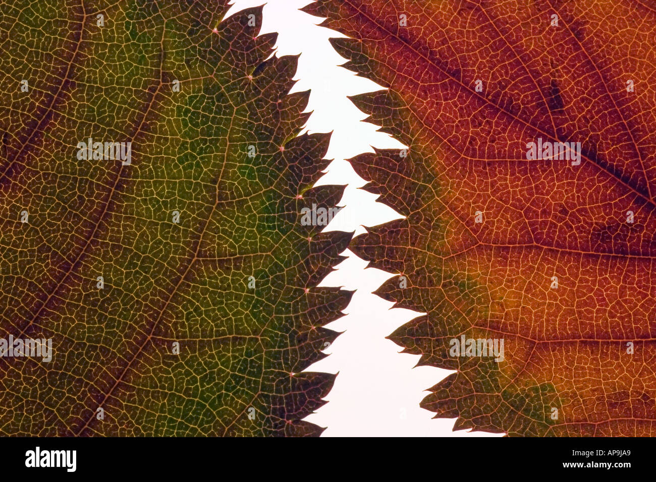 Jagged edge of leaf hi-res stock photography and images - Alamy