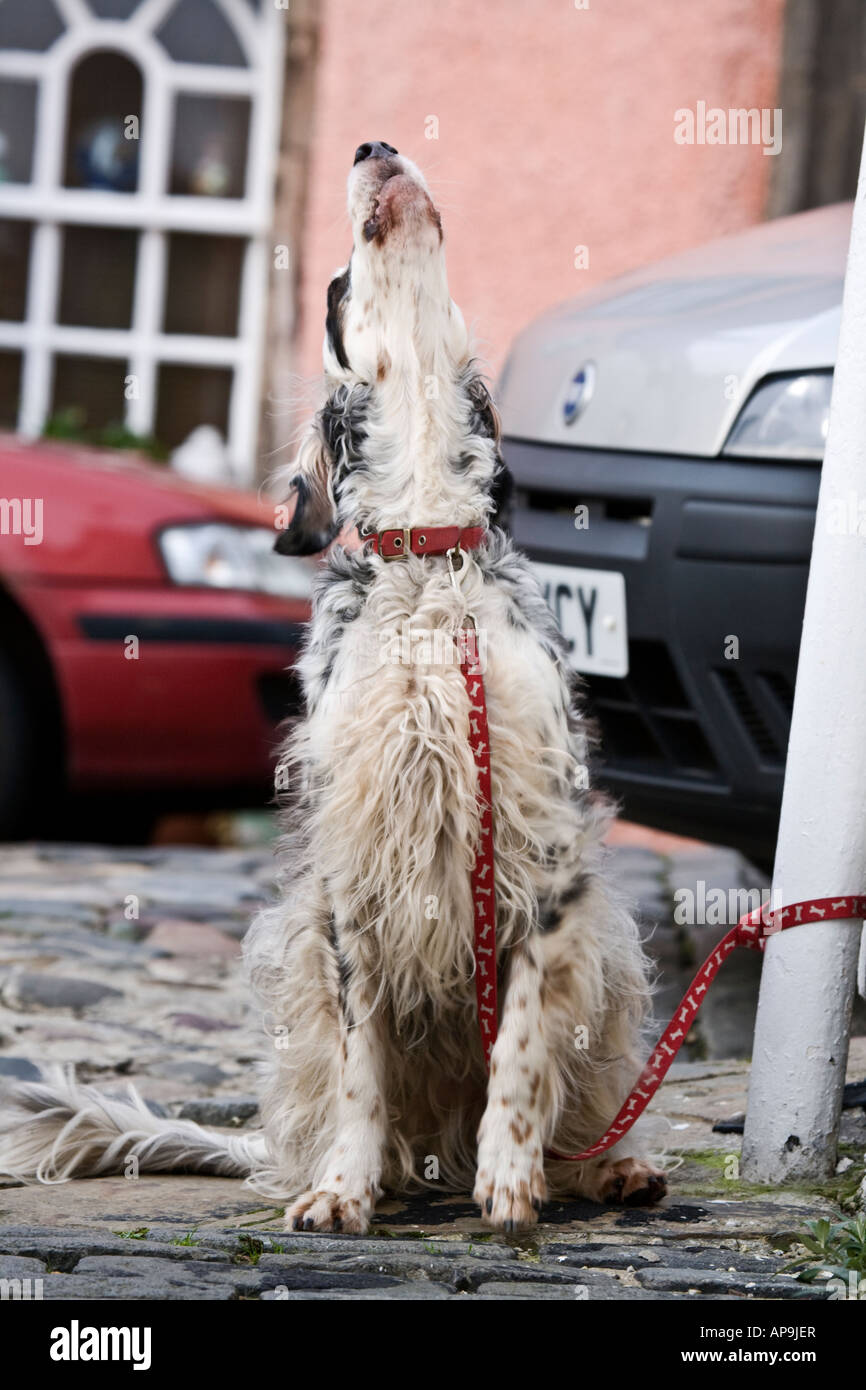 A dog tethered to a drain pipe waiting for his owner to return Stock ...