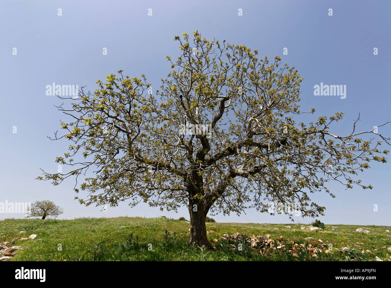 Israel the Upper Galilee Walnut tree on Mount Meron Stock Photo - Alamy