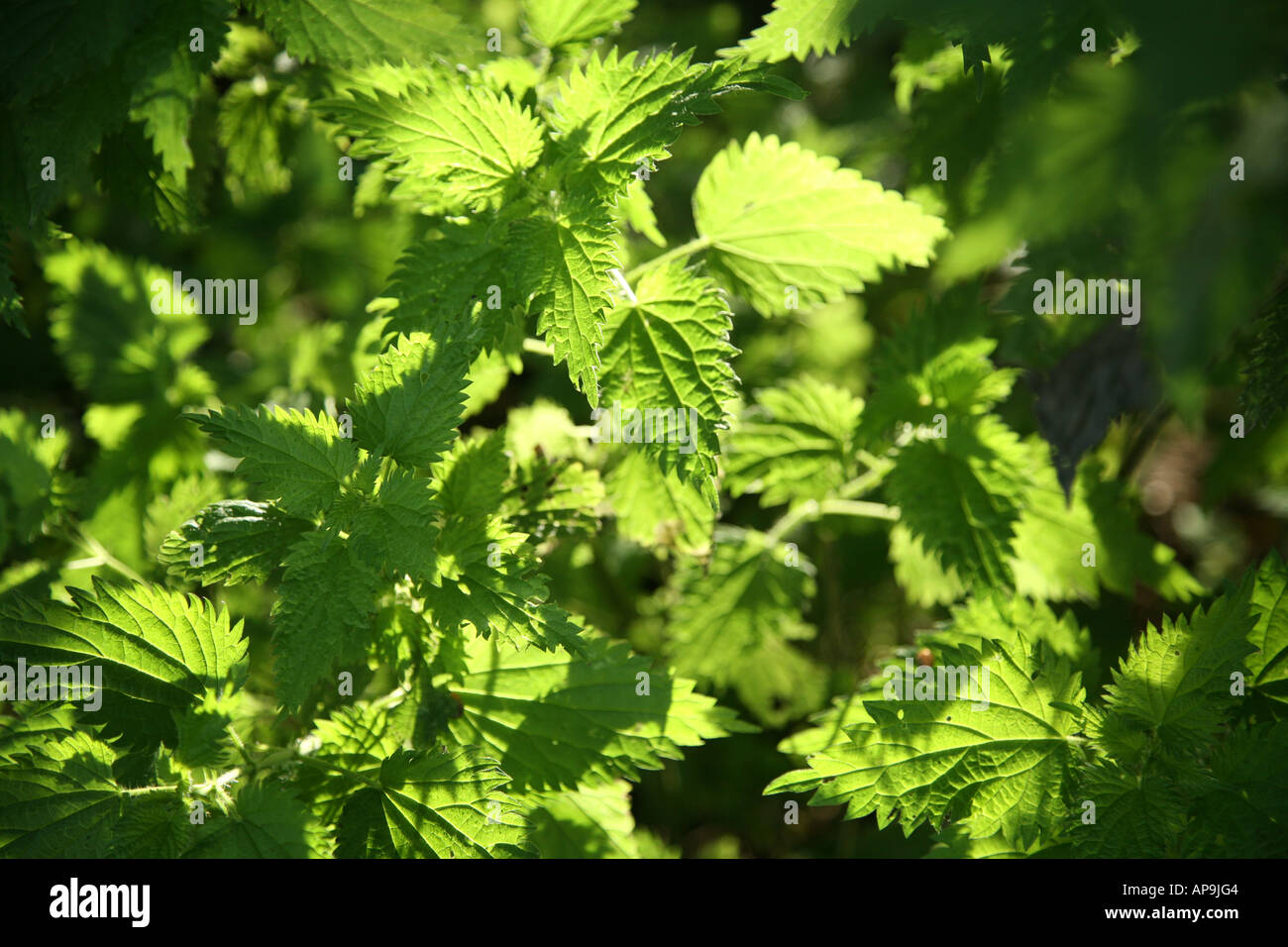 Patch of nettles hi-res stock photography and images - Alamy