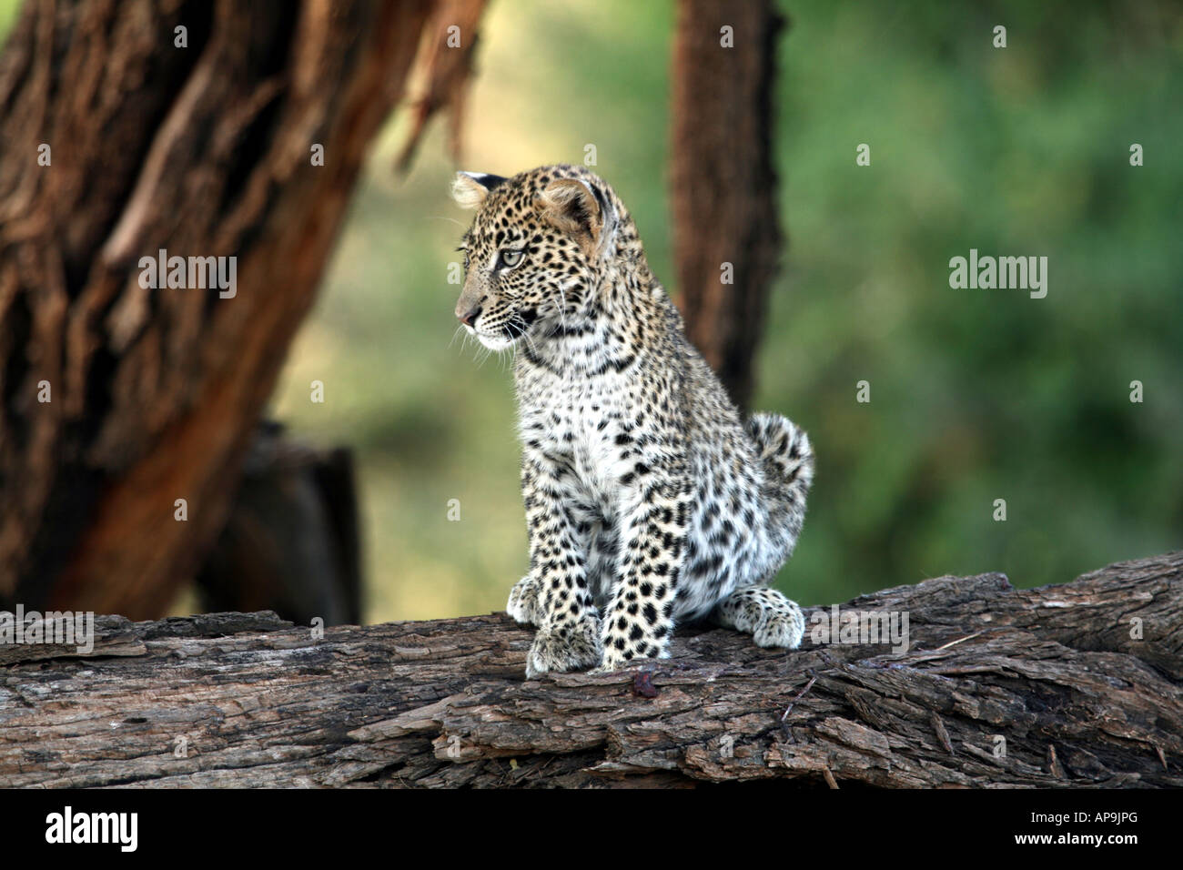 Baby leopard hi-res stock photography and images - Alamy