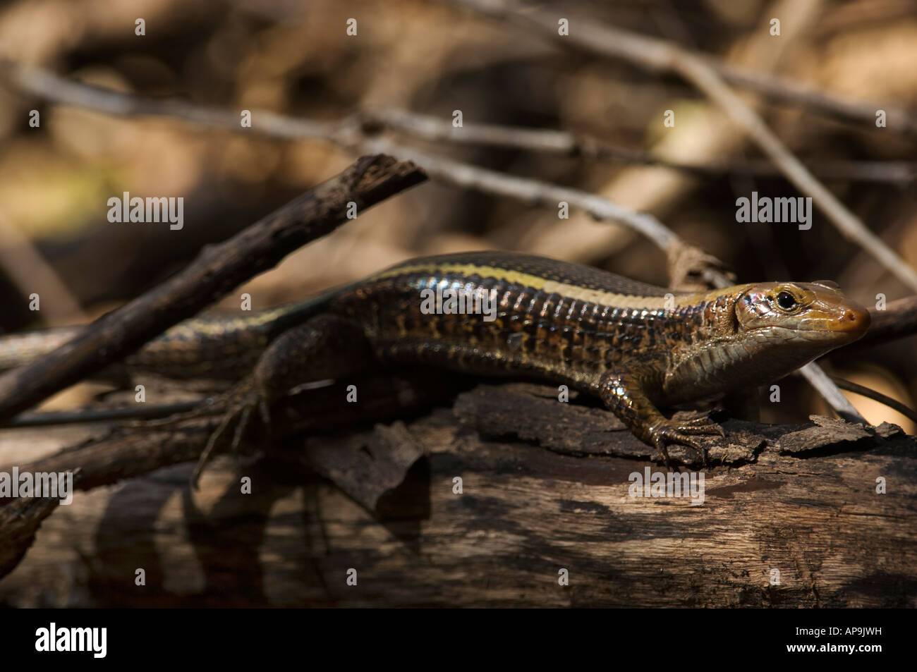 Zonosaurus hi-res stock photography and images - Alamy