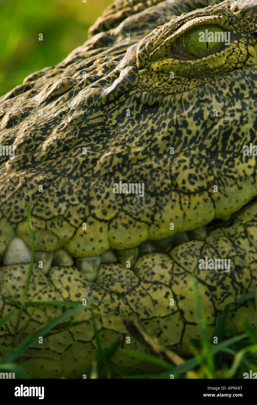 Crocodile smile hi-res stock photography and images - Alamy