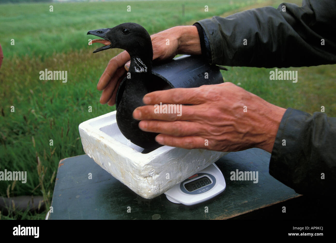 Terschelling field scientist weighing a captured Brent goose on a scale ...