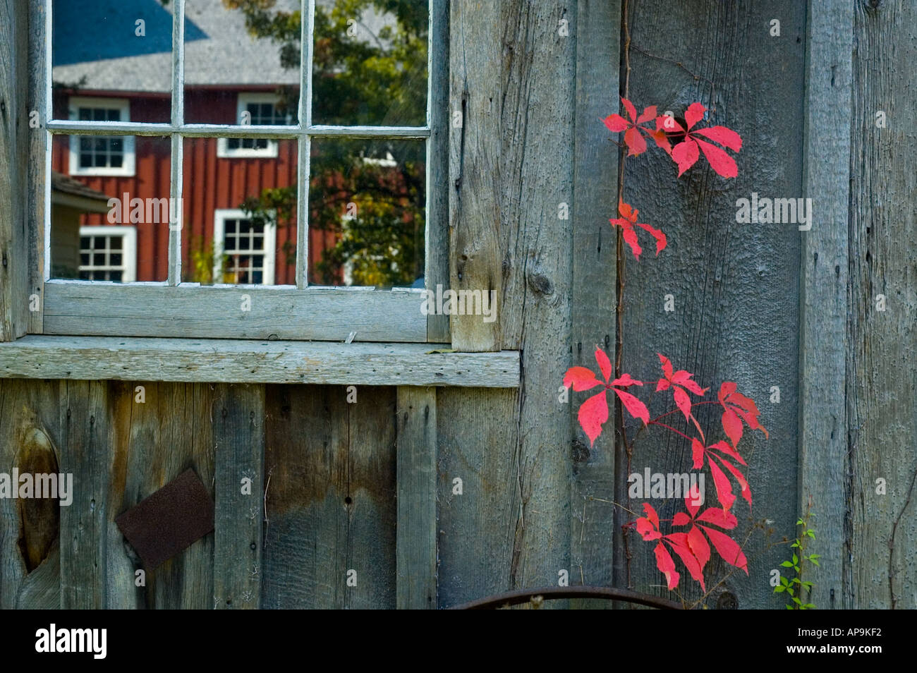 Ivy plant turning red hi-res stock photography and images - Alamy