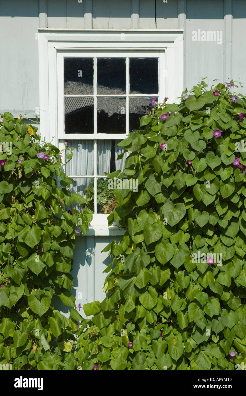 Window overgrown with vines Stock Photo - Alamy