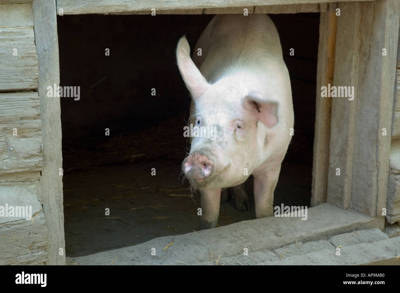 Pig house hi-res stock photography and images - Alamy