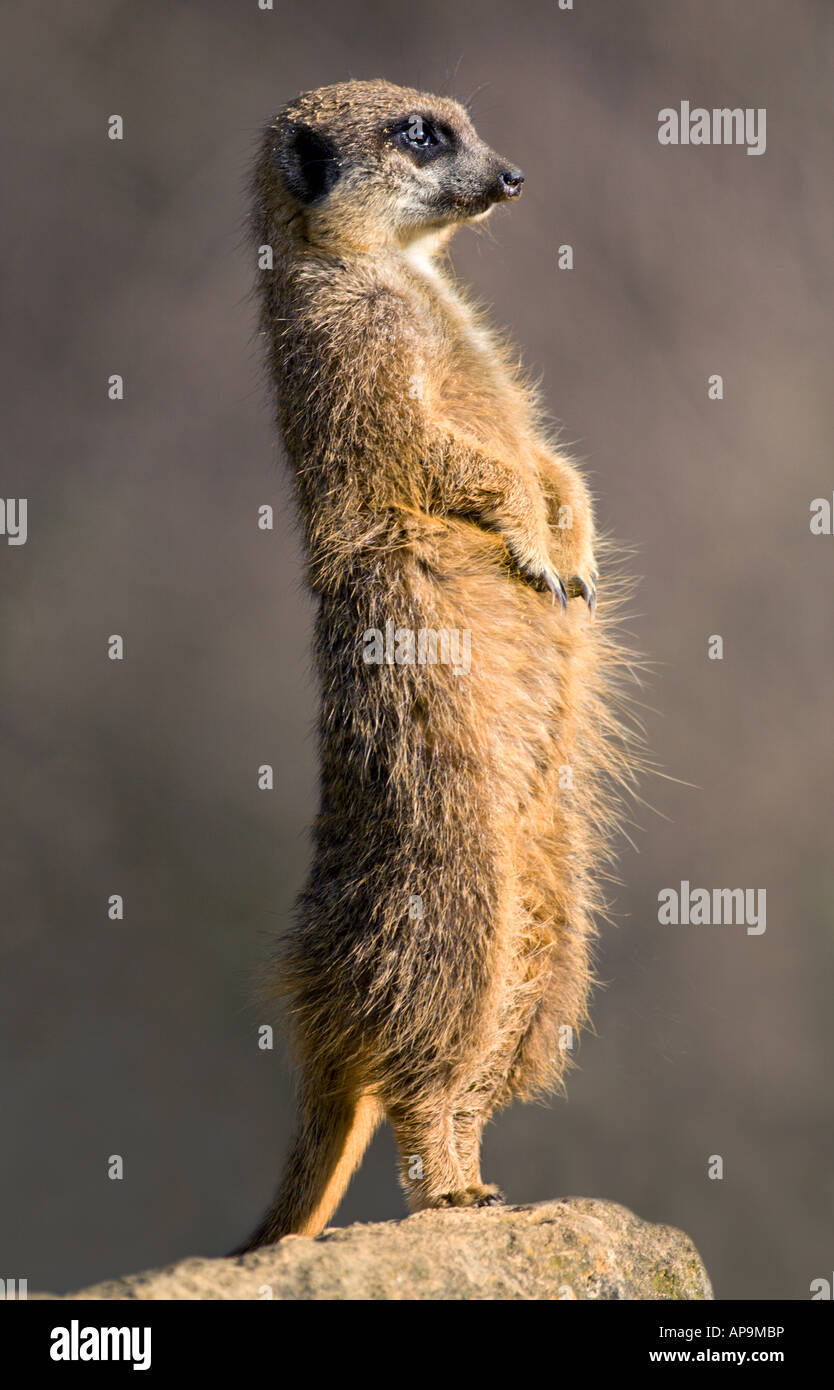 Slender Tailed Meerkat (suricata suricatta Stock Photo - Alamy