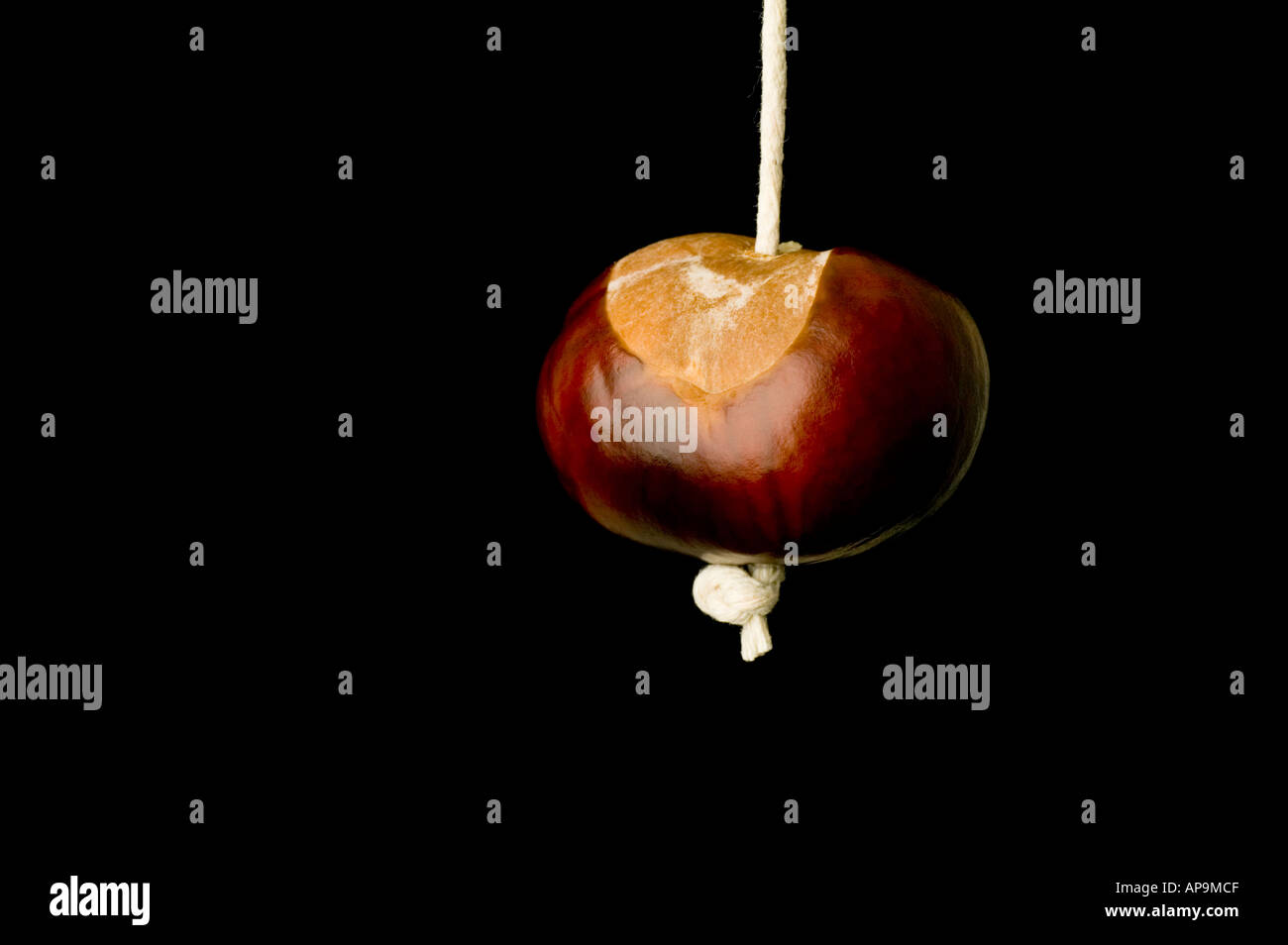 Studio Close Up of a Conker on a Piece of String Stock Photo - Alamy