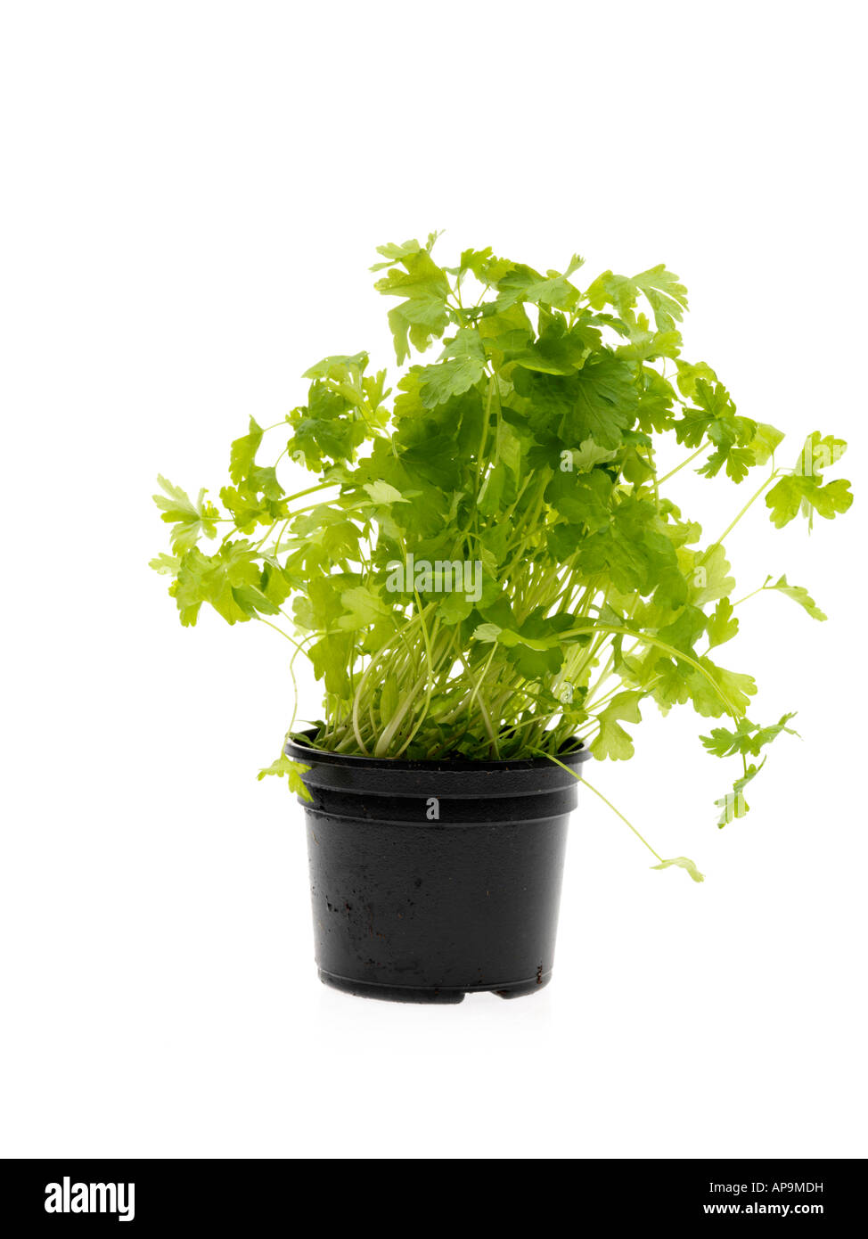 Flat Leaf Parsley Plant Stock Photo - Alamy