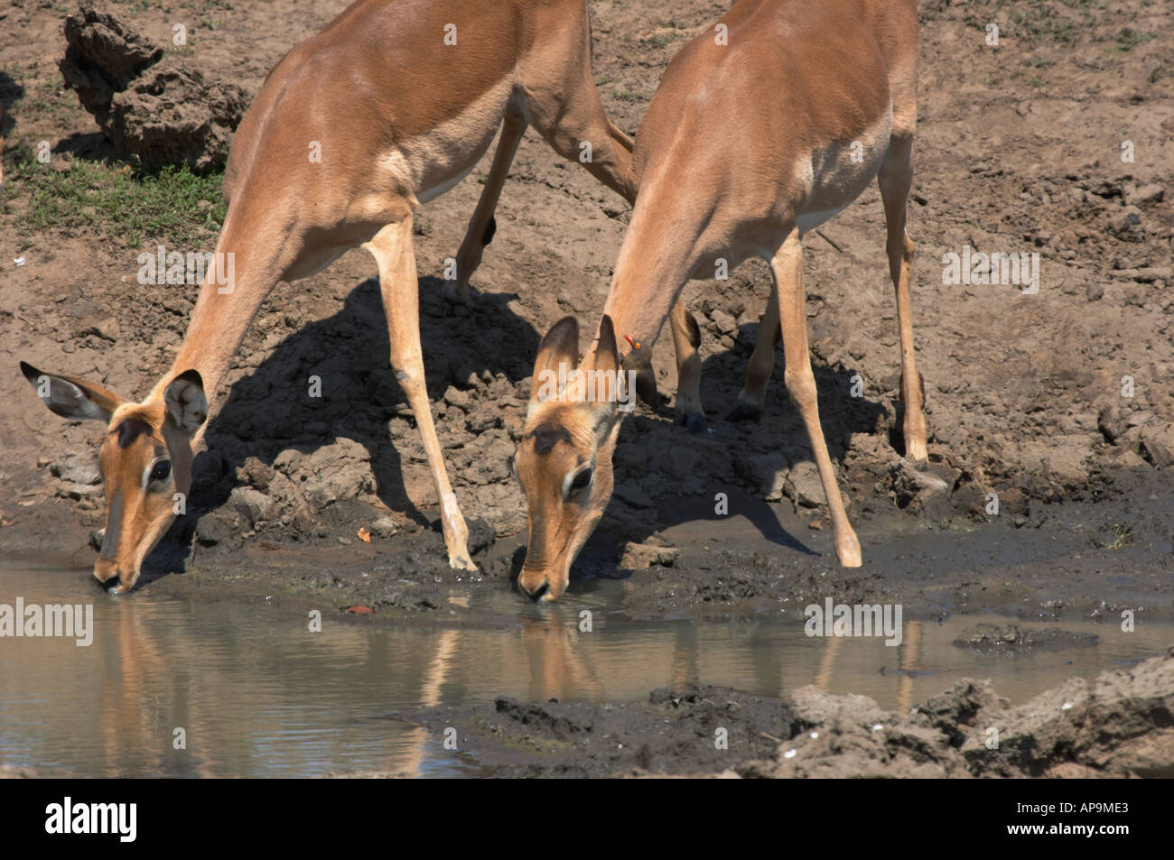 Impala drinking at a waterhole Stock Photo - Alamy