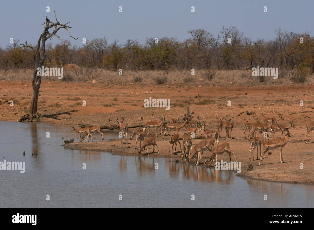 Impala drinking at waterhole Stock Photo - Alamy