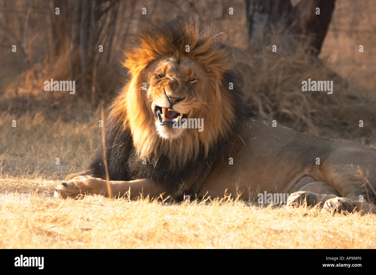 Large male lion Stock Photo - Alamy