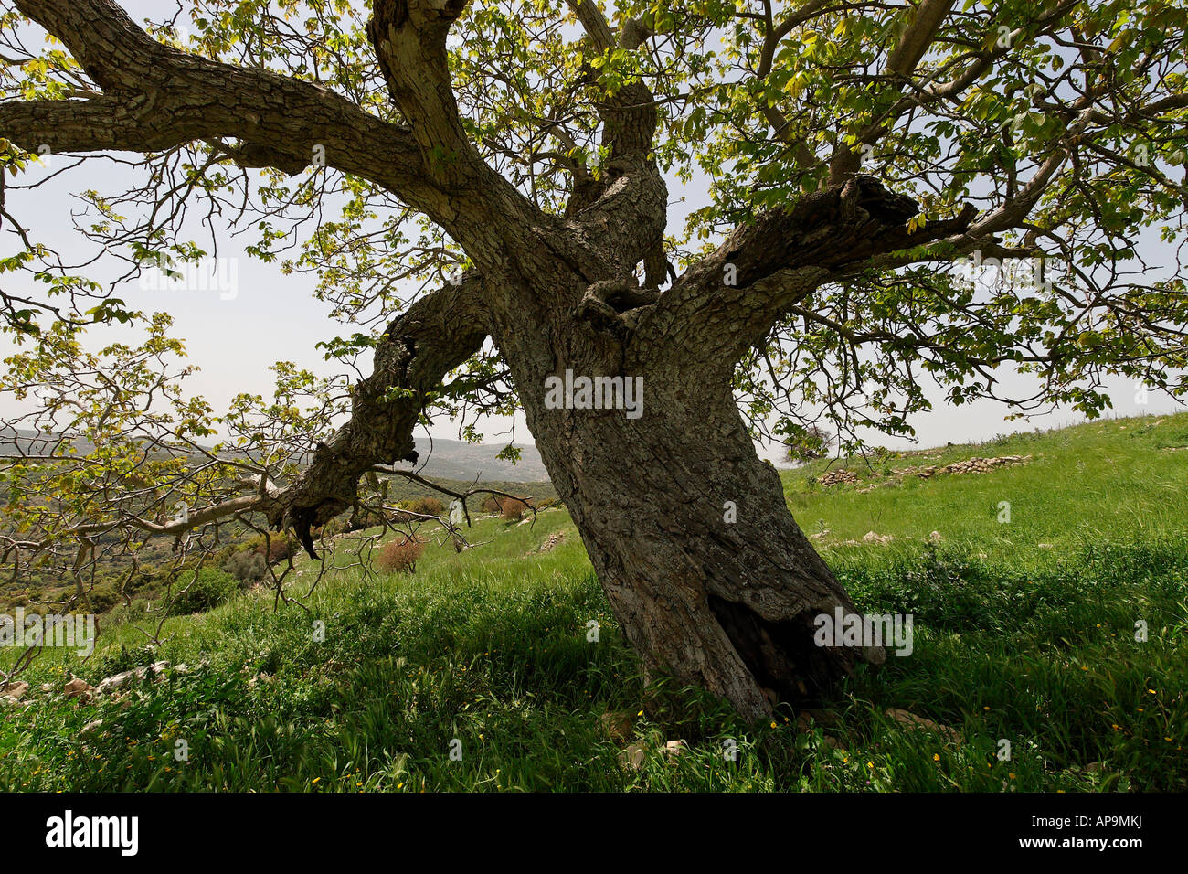 Israel the Upper Galilee Walnut tree on Mount Meron Stock Photo - Alamy