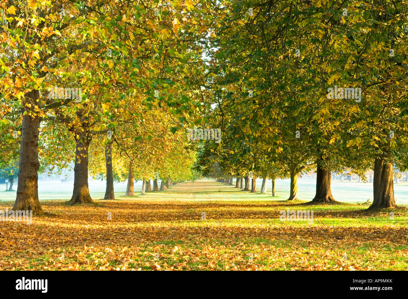Trees Avenue by Long Walk at Windsor Castle Windsor Berkshire England ...